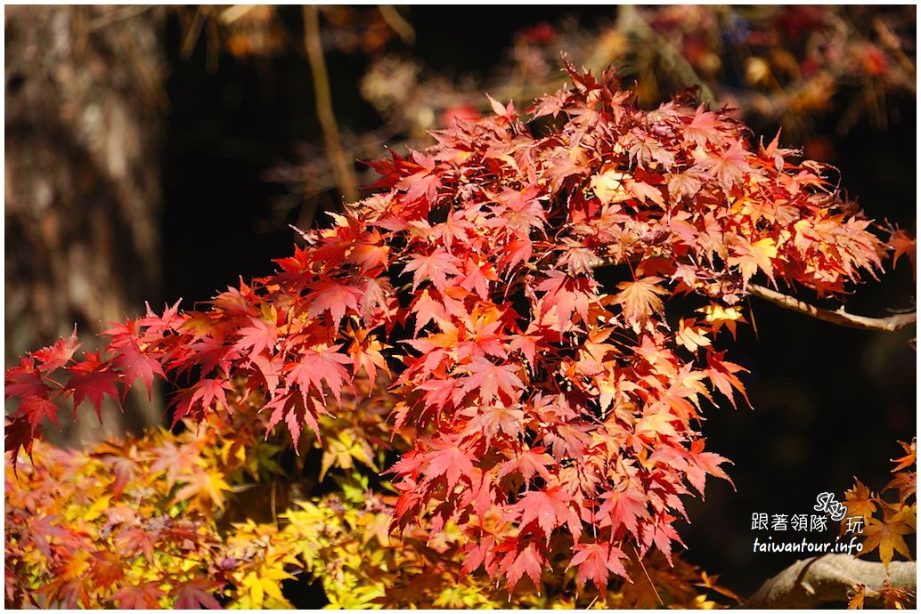 多媒體檔案(%e5%8f%b0%e4%b8%ad%e6%99%af%e9%bb%9e%e6%8e%a8%e8%96%a6%e7%a6%8f ...