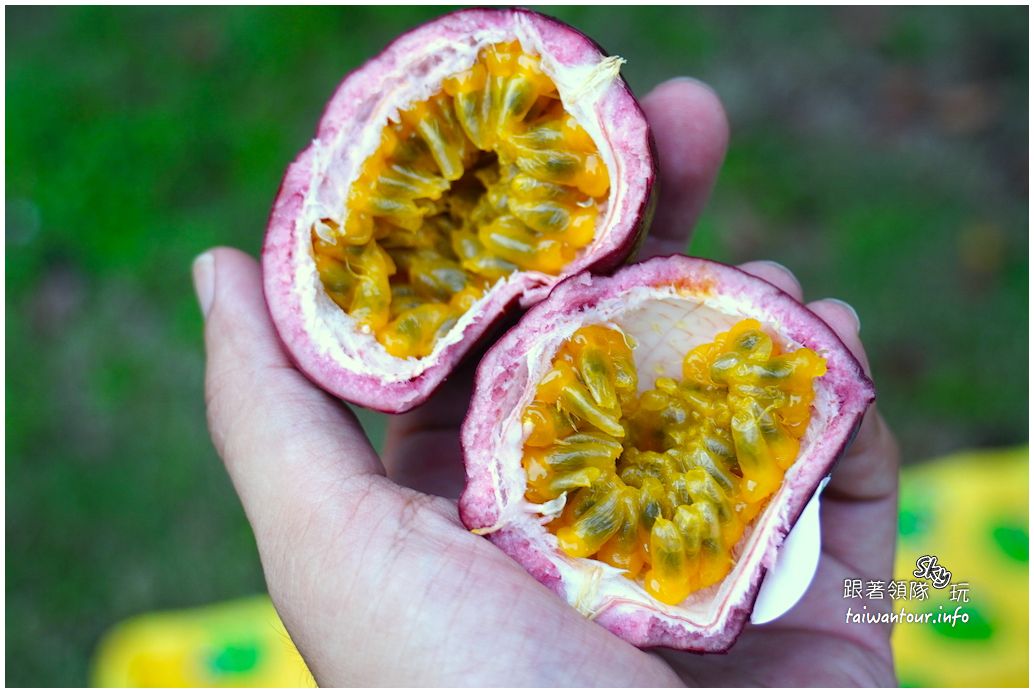 多媒體檔案(%e5%9f%94%e9%87%8c%e5%8d%8a%e6%97%a5%e9%81%8a%e6%a1%83%e7%b1%b3 ...