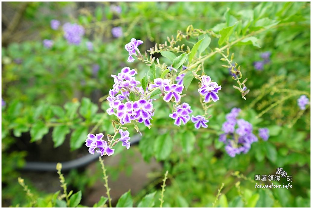 多媒體檔案(%e5%98%89%e7%be%a9%e6%a2%85%e5%b1%b1%e6%99%af%e9%bb%9e%e6%a2%85 ...